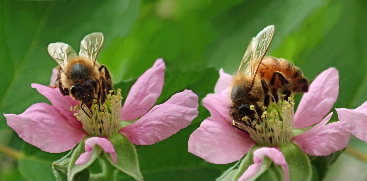 Why we need to protect the bees – Deeper Luxury